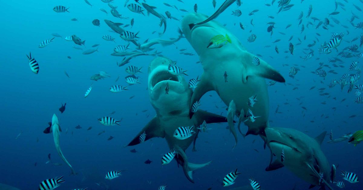 Virgin TV Ultra HD channel at no extra cost: April 2025 | Virgin Media O2